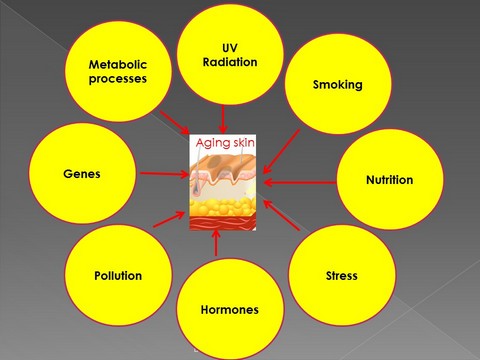 Biology of Aging Skin – Hairrevive