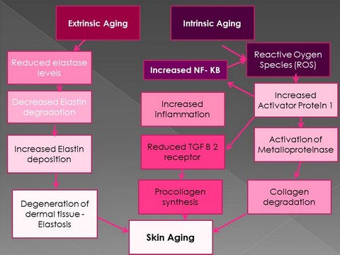 Biology of Aging Skin – Hairrevive